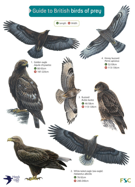 Guide to Birds of Prey- FSC – Yorkshire Dales National Park Authority