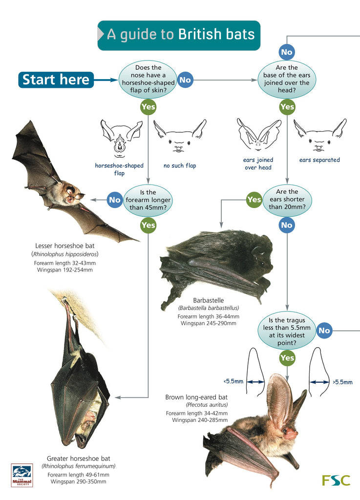 Guide to British Bats - FSC – Yorkshire Dales National Park Authority