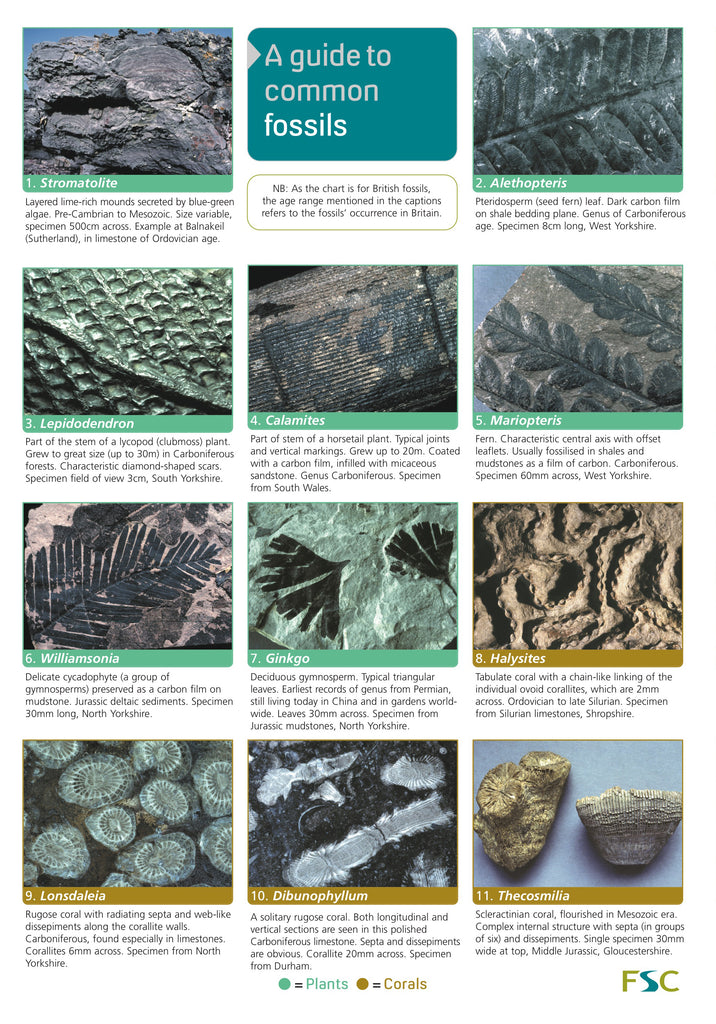 Guide To Common Fossils - FSC – Yorkshire Dales National Park Authority
