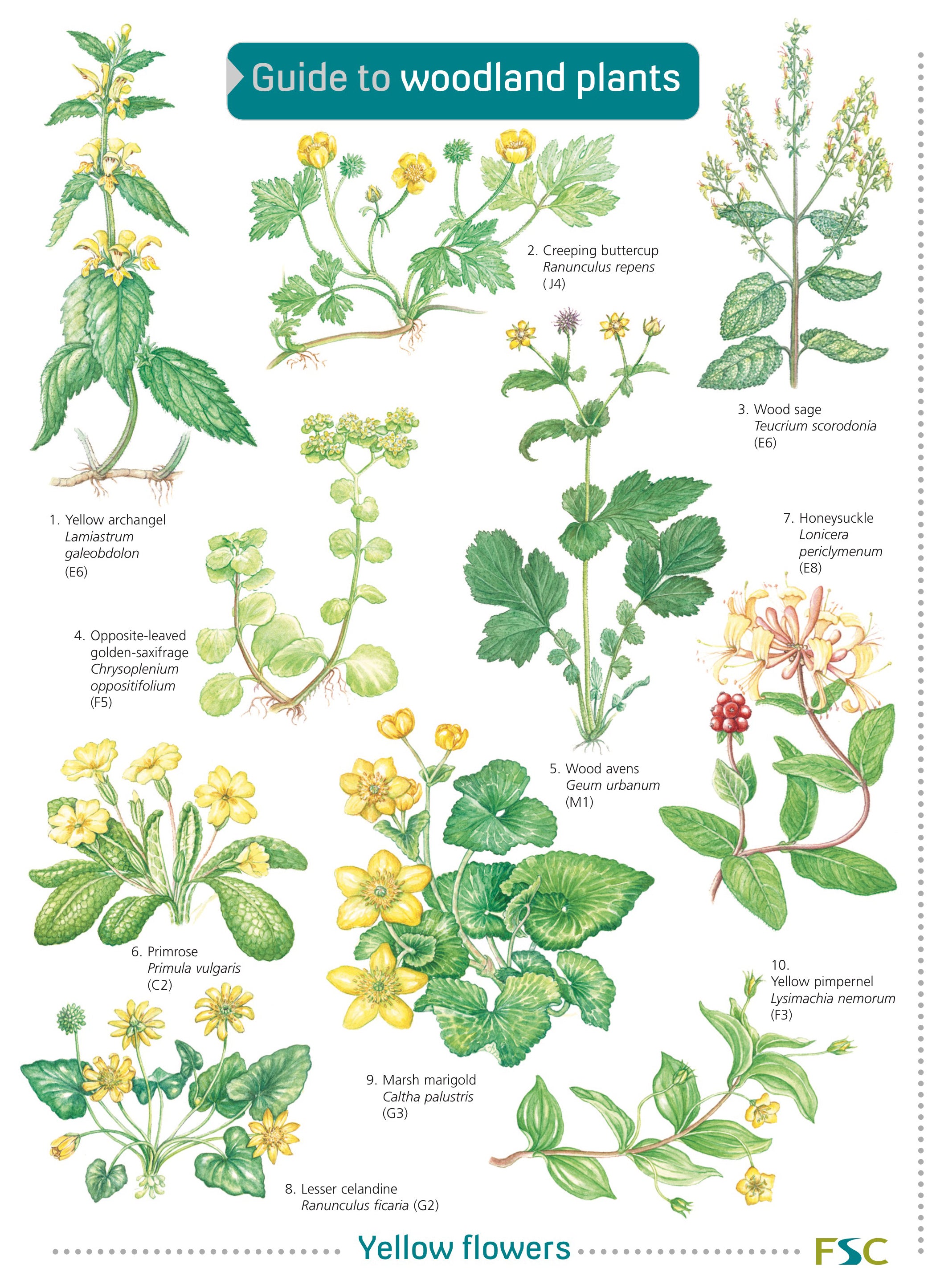 Flowering House Plant Identification Guide Houseplant Identification